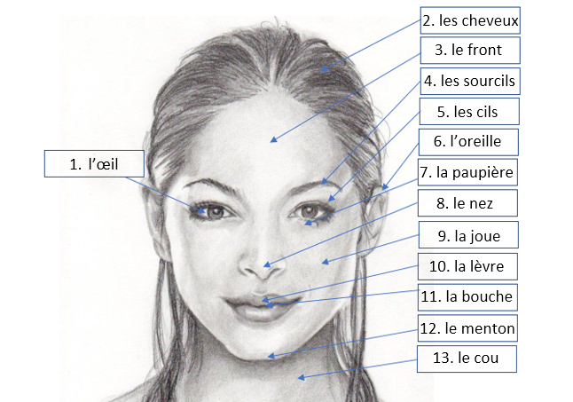 Savoir lire et dire le nom des parties du visage – Ressources ...
